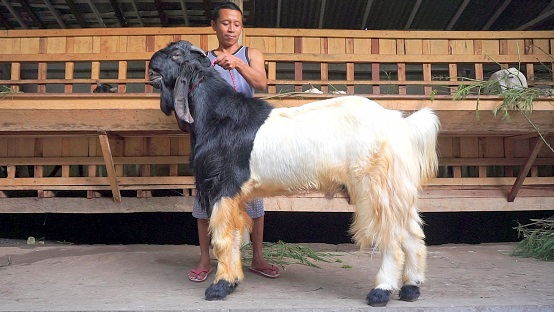 Mengenal Jenis Kambing Etawa di Indonesia | Peternakan Etawa Jaya